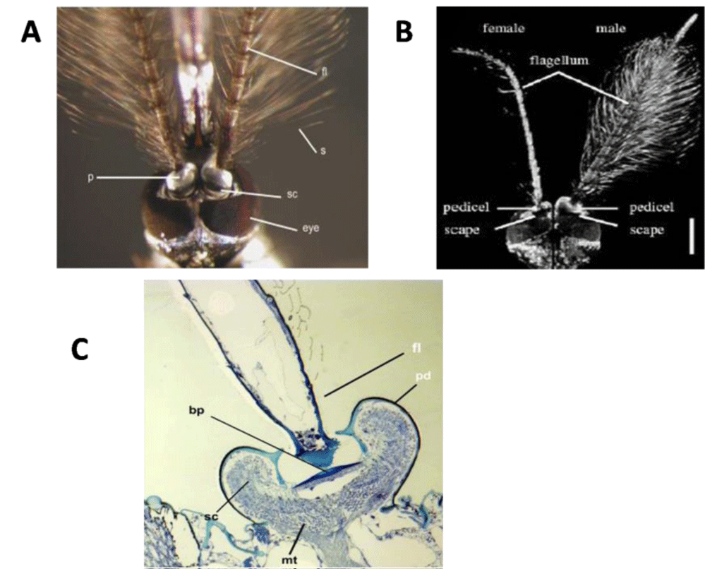 Mating Behavior and Gonotrophic Cycle in Anopheles gambiae Complex and ...